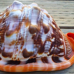 Bullmouth Helmet Seashell Cassis Rufa 1 Shell, Approx. 5-6 Inches - Etsy