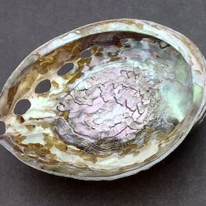 Polished Pink Abalone Haliotis Corrugata 1 Shell 5-6 Inches - Etsy