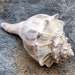 Right Handed Whelk Seashell Knobbed Dark Streaked Busycon Carica 1 ...