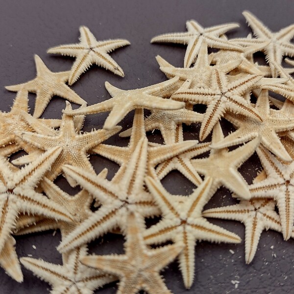 Mini Starfish - Etsy