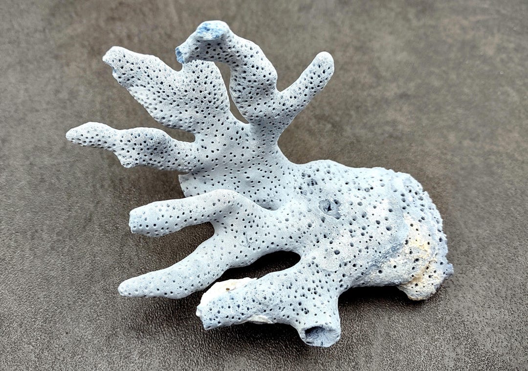 Small Blue Ridge Coral Fragment (1 Coral Fragment Approx. 3-4.5+ Inches ...