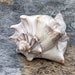 Right Handed Whelk Seashell Knobbed Dark Streaked Busycon Carica 1 ...