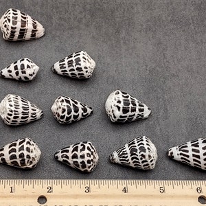 Large Hebrew Cone Seashells Conus Ebraeus White Black Spots 5 Shells ...