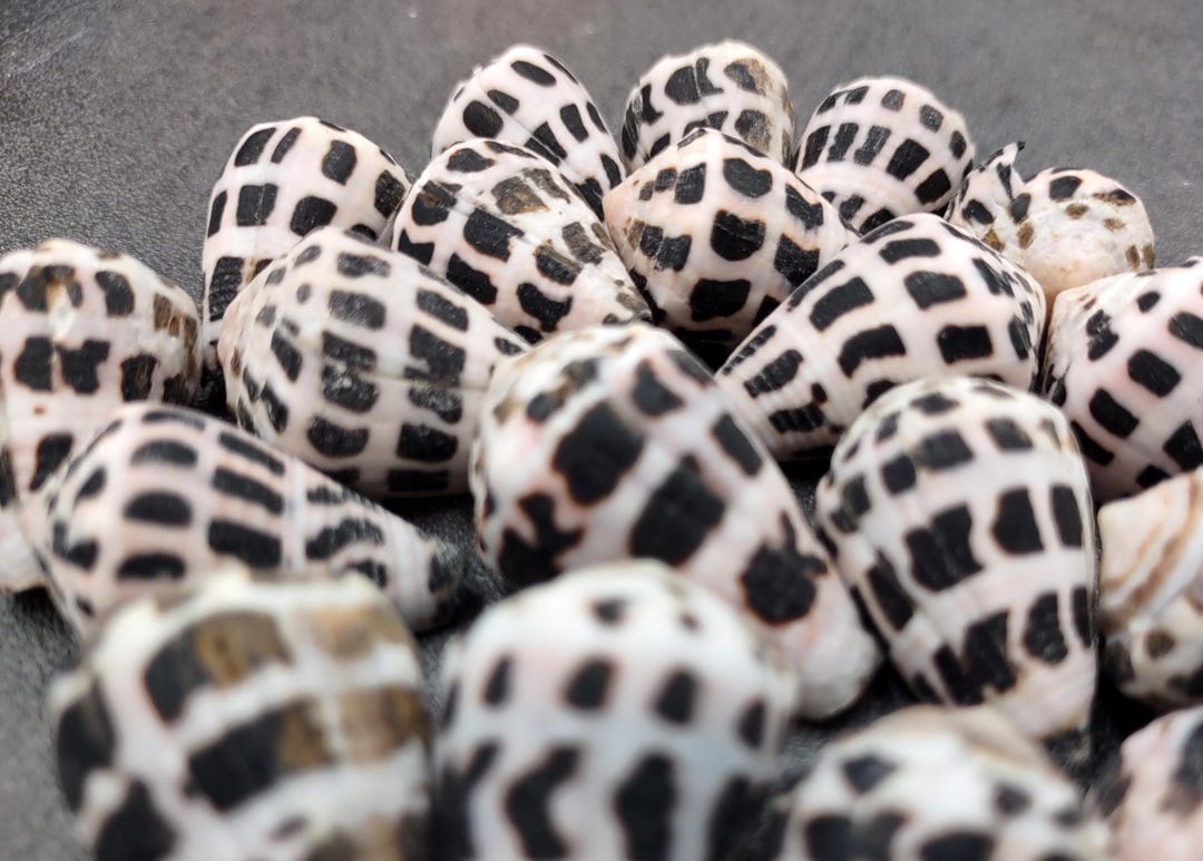 Medium Hebrew Cone Seashells Conus Ebraeus (5 Shells Approx. 1+ Inches ...