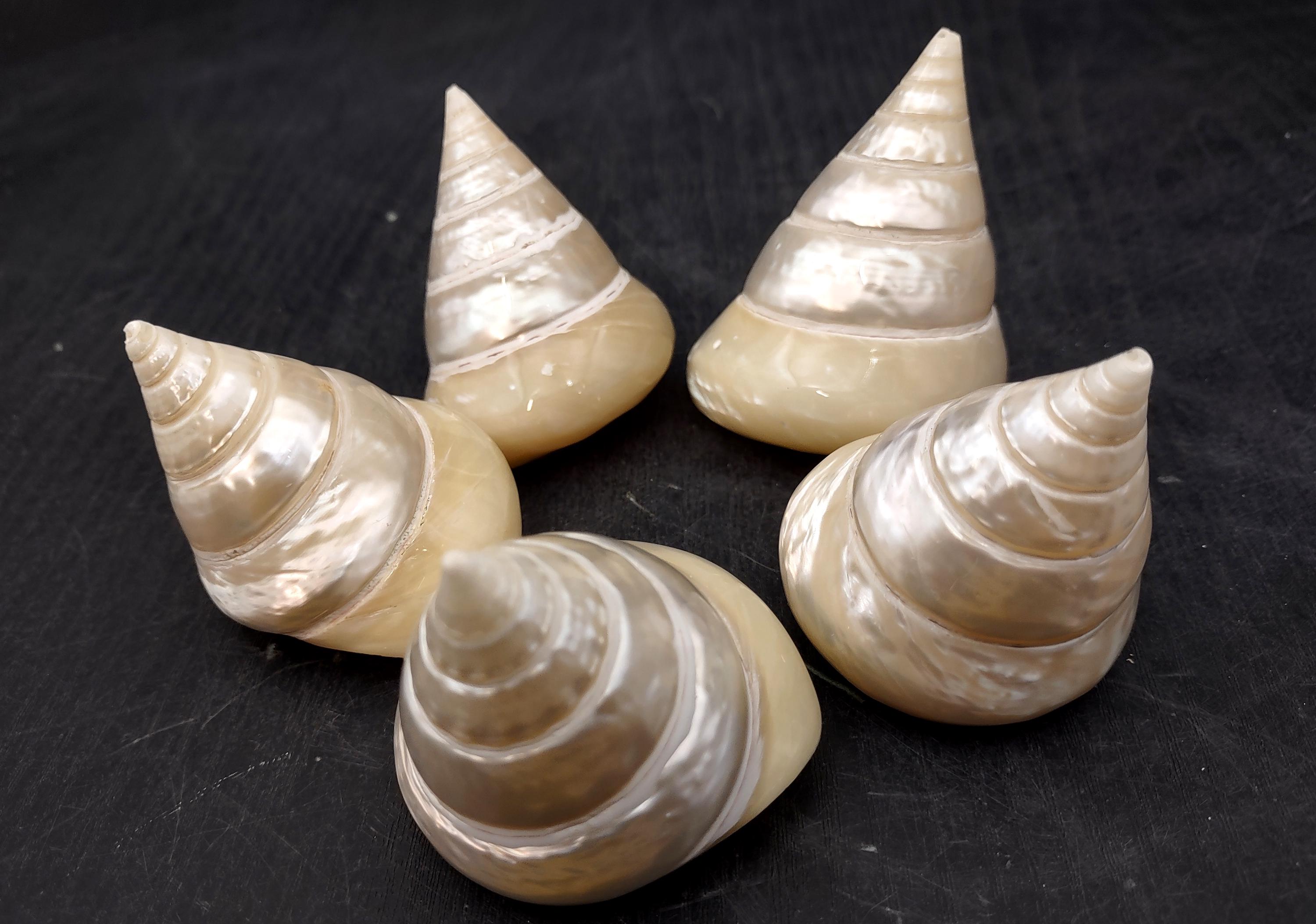 Pearlized Trochus Seashell Trochus Niloticus (1 Shell Approx. 2.5 ...