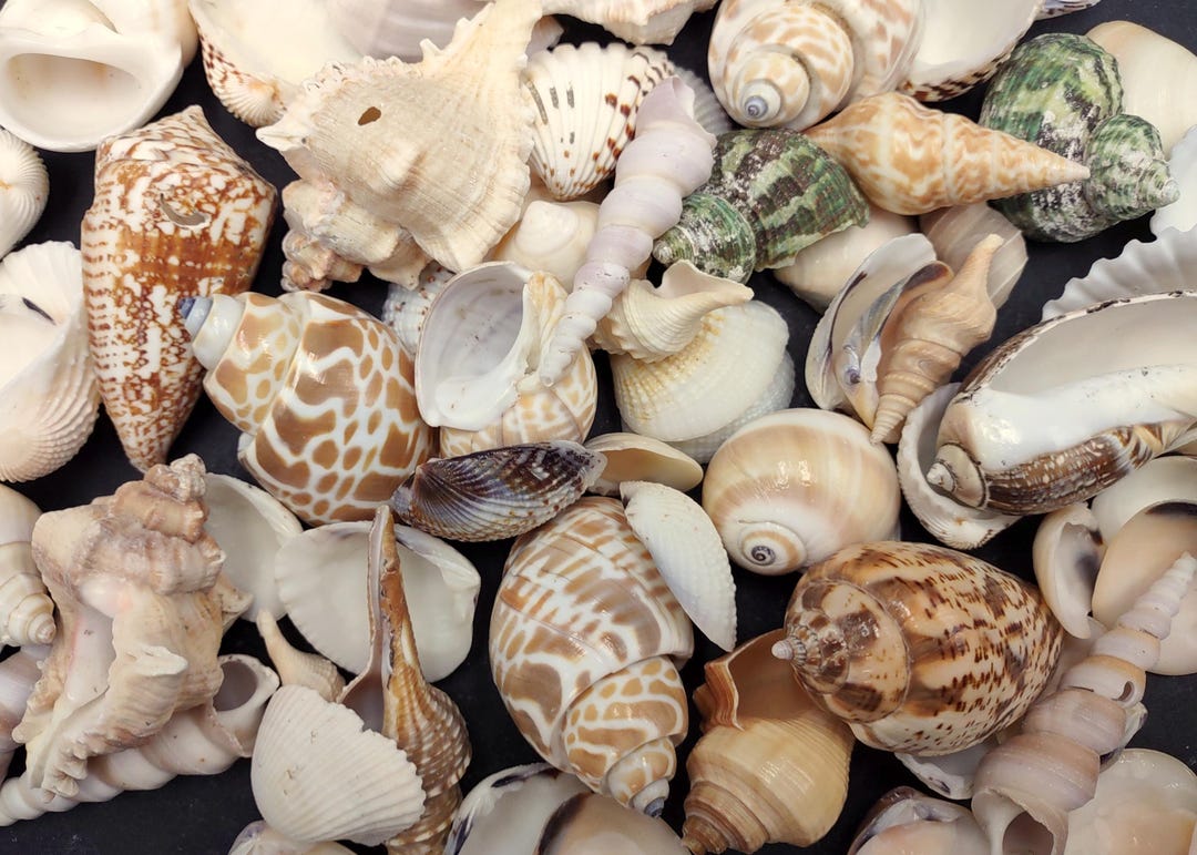 Indian Ocean Seashell Mix (approx. 1 Kilogram 160+ Shells 0.5-2+ Inches ...