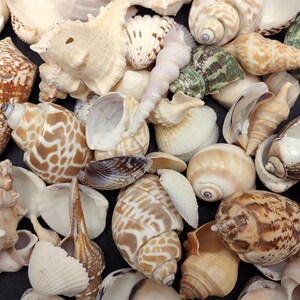 Indian Ocean Seashell Mix (approx. 1 Kilogram 160+ Shells 0.5-2+ Inches ...