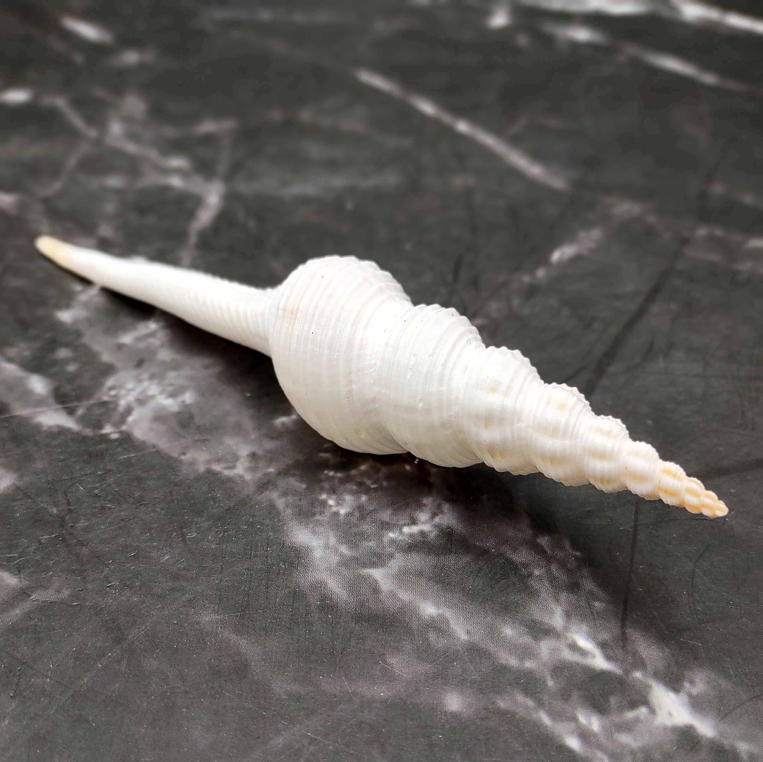 Large White Spindle Seashell Fusinus Colus (1 Shell Approx. 4.5+ Inches ...
