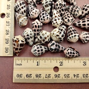 Small Hebrew Cone Seashells Conus Ebraeus (5 Shells Approx. 0.75 ...