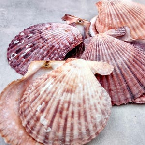 Cloak Scallop Pecten Seashell Pairs Pecten Pallium 3 Pairs Approx. 2 ...