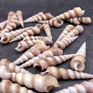 Purple Turitella Seashells Turitella Terebra (12 Shells Approx. 2 ...