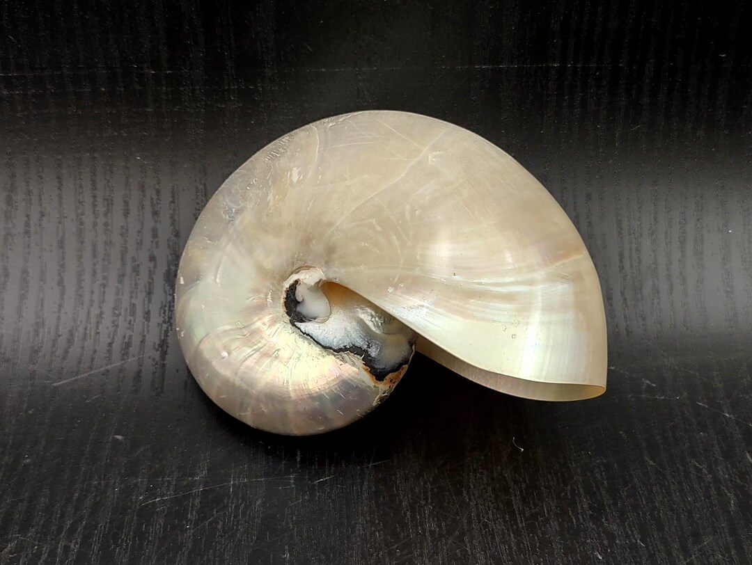 Pearlized Nautilus Seashell Polished Nautilus Pompilius (1 Shell Approx ...