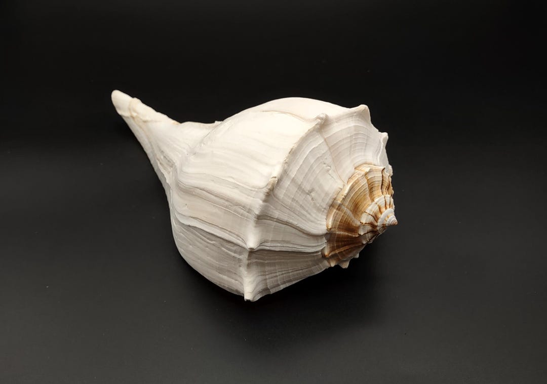 Left Handed Lightning Whelk Seashell Busycon Contrarium (1 Shell Approx ...