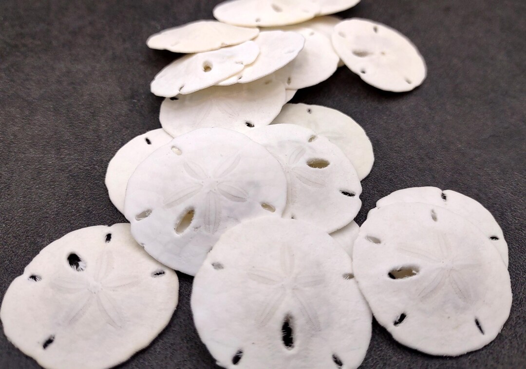 Florida Keyhole Sand Dollar Shells Mellita Quinquiesperforata (10 Sand ...