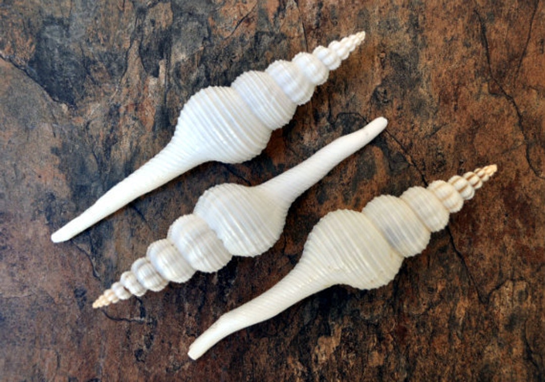 Distaff Spindle Seashells Fusinus Colus 3 Shells Approx. - Etsy