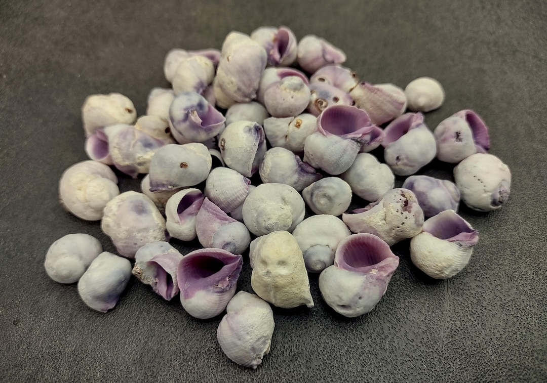 Cebu Beauty Violet Coral Seashells Coralliophila Neritoidea (approx. 40 ...