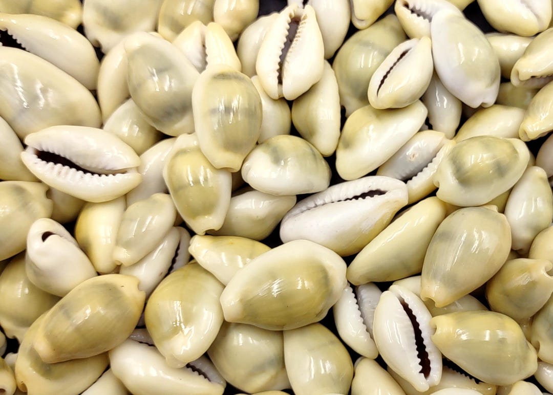 Money Cowrie Seashells Bulk Cypraea Moneta (approx. Half Cup 35+ Shells ...