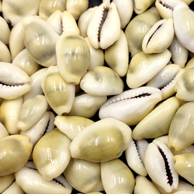 Cowrie Shell - Etsy