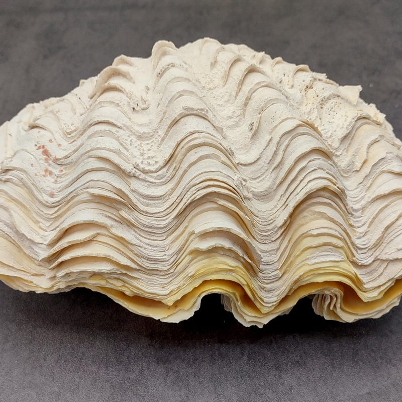 Shells for Sale - Etsy