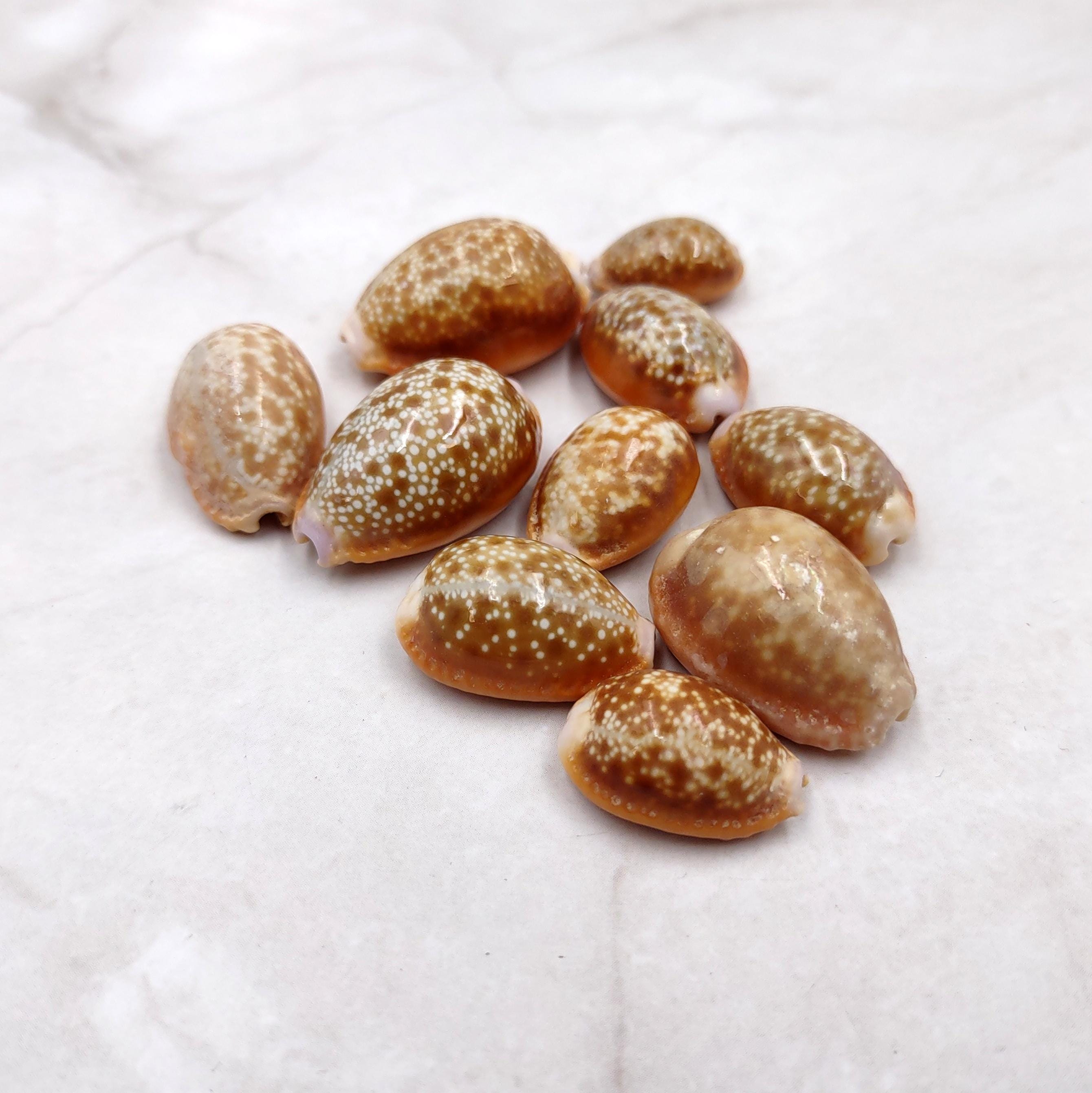 Honey Cowrie Seashells Polished Naria Helvola (10 Shells Approx. 0.5 ...