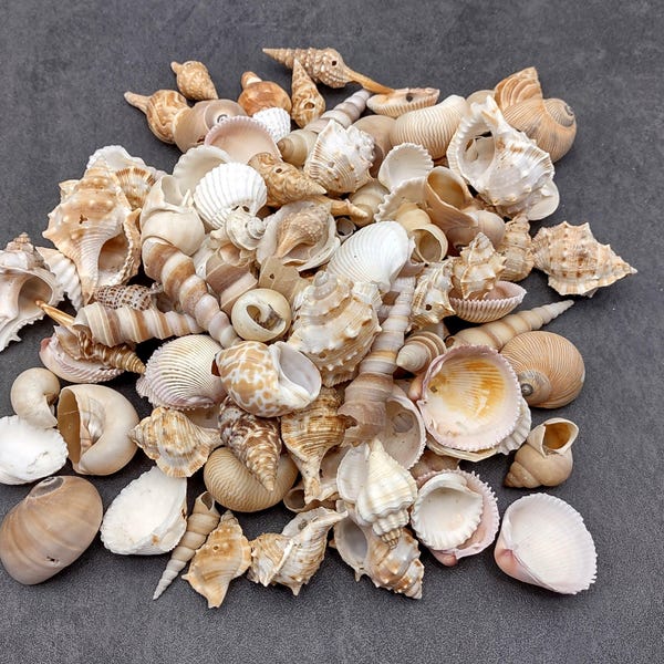 Drilled Seashells - Etsy