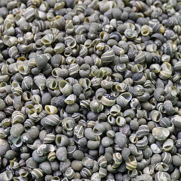 Black Seashells - Etsy