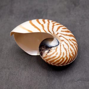Natural Nautilus Seashell Half Cut Pairs Nautilus Pompilius (1 Shell ...