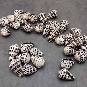 Large Hebrew Cone Seashells Conus Ebraeus White Black Spots (5 Shells ...