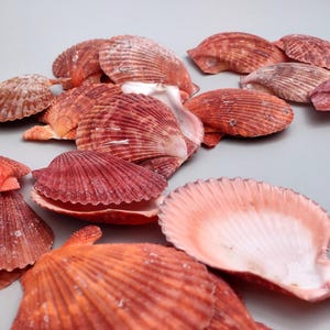 Crimson Red Scallop Seashell Halves Pecten Nobolis (approx. Quarter ...
