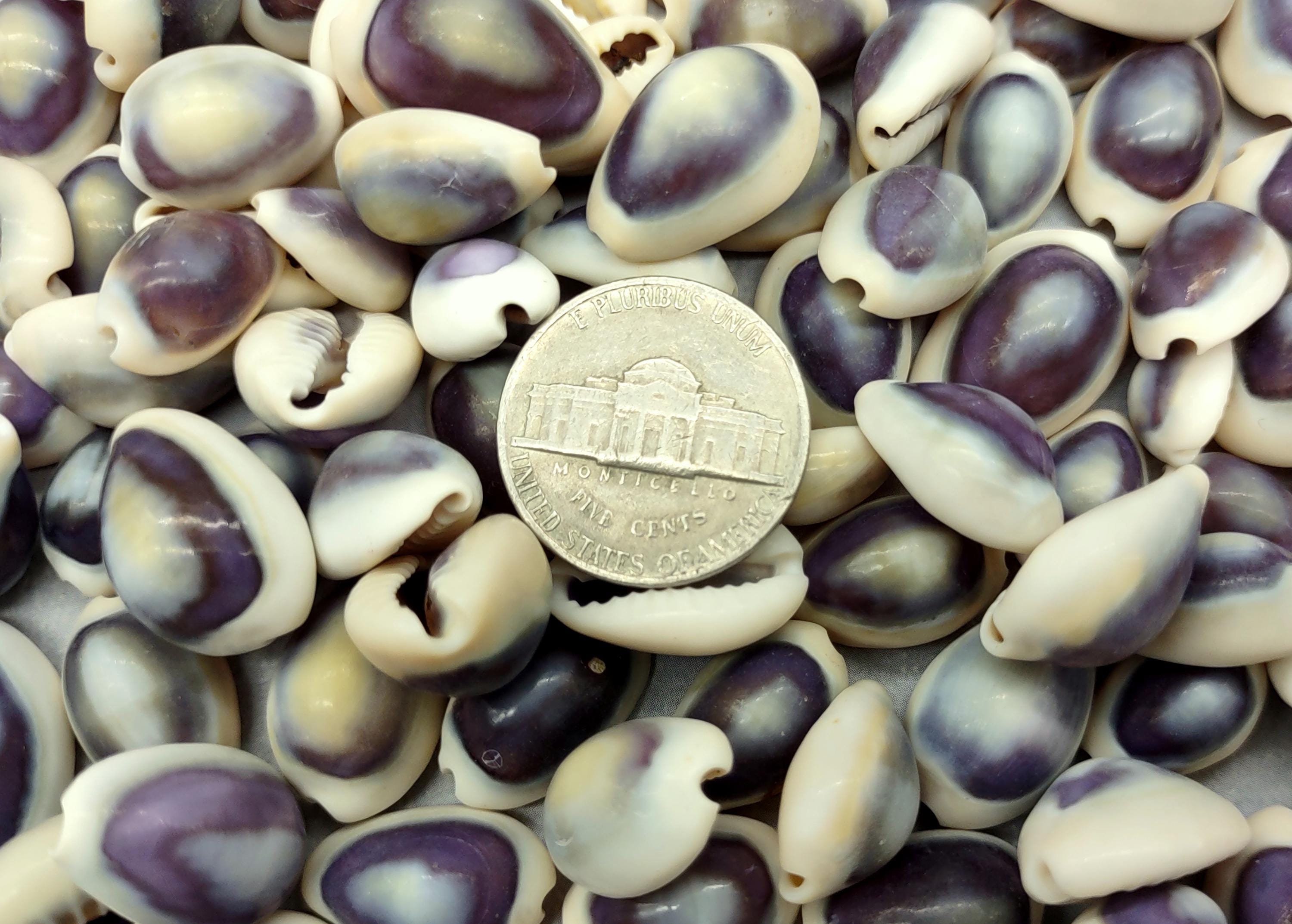 Purple Top Cowrie Seashells Bulk Cypraea Annulus (approx. Half Cup ...