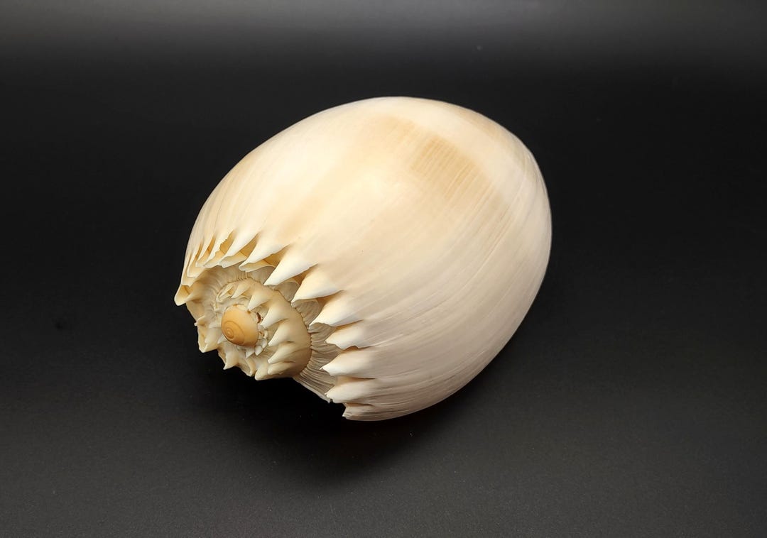 Large Crowned Baler Seashell Tan Voluta Diadema (1 Shell Approx. 6 ...