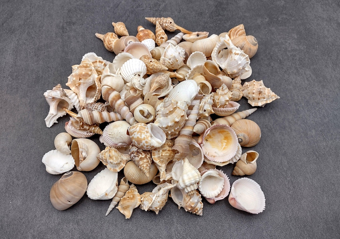 Drilled Seashells Assorted Mix (approx. 1 Pound 60+ Shells 0.75-1.5 ...