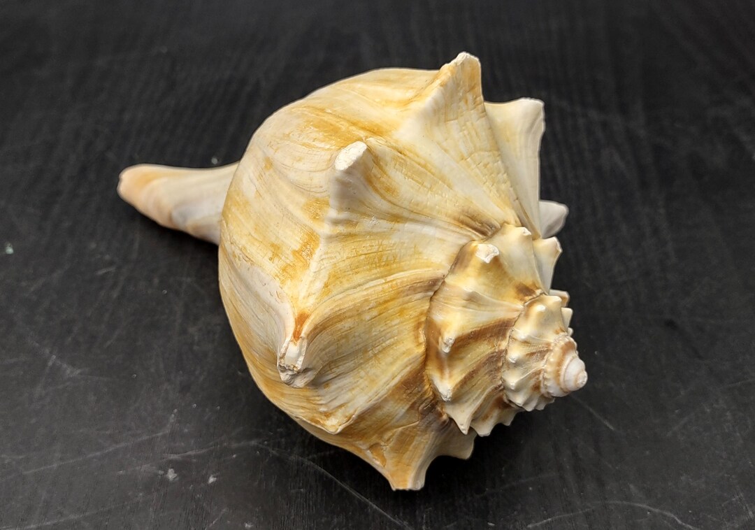 Right Handed Whelk Seashell Creamy Yellow Atlantic Busycon Carica (1 ...