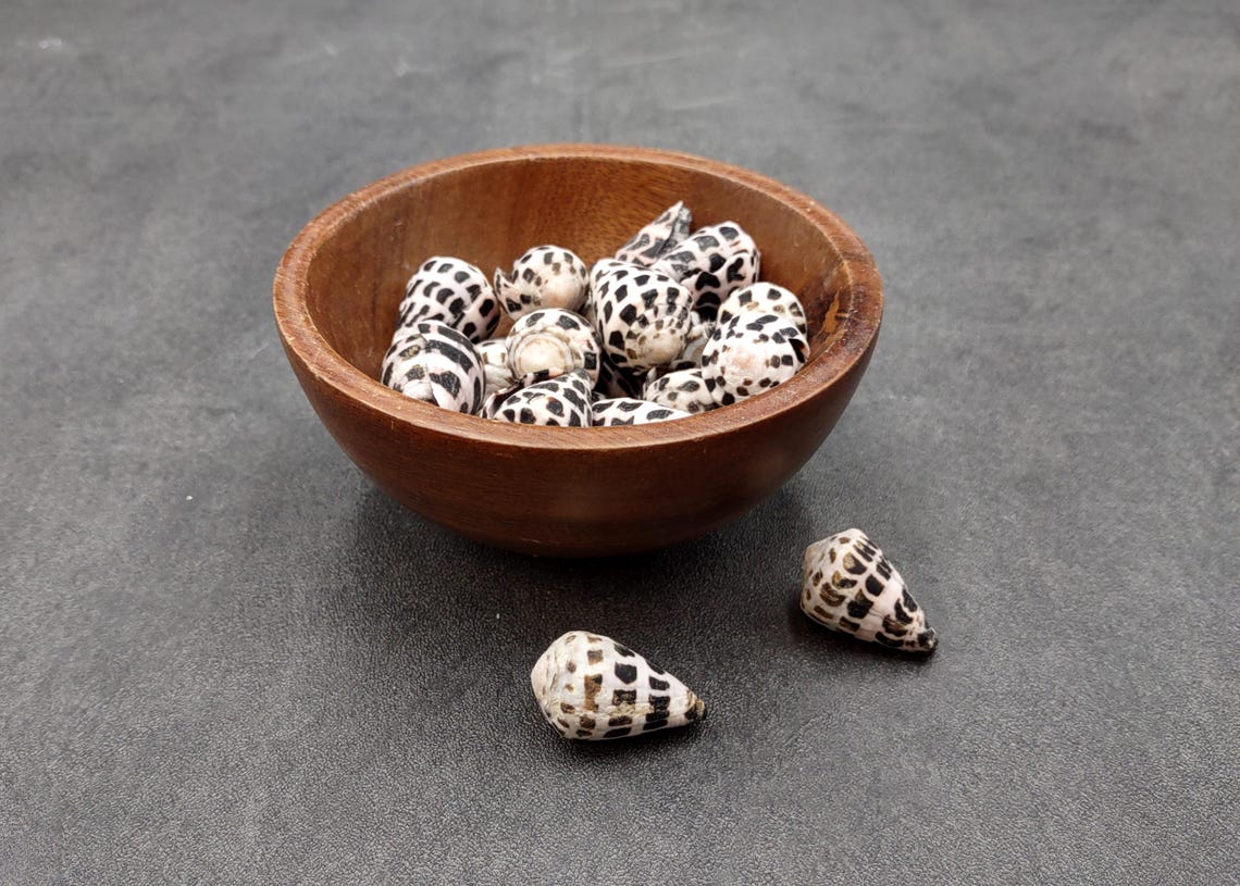 Medium Hebrew Cone Seashells Conus Ebraeus (5 Shells Approx. 1+ Inches ...