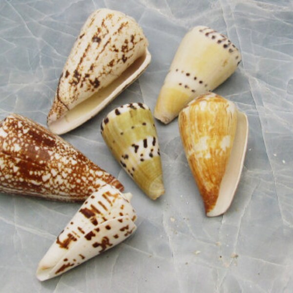 Seashell Cone - Etsy