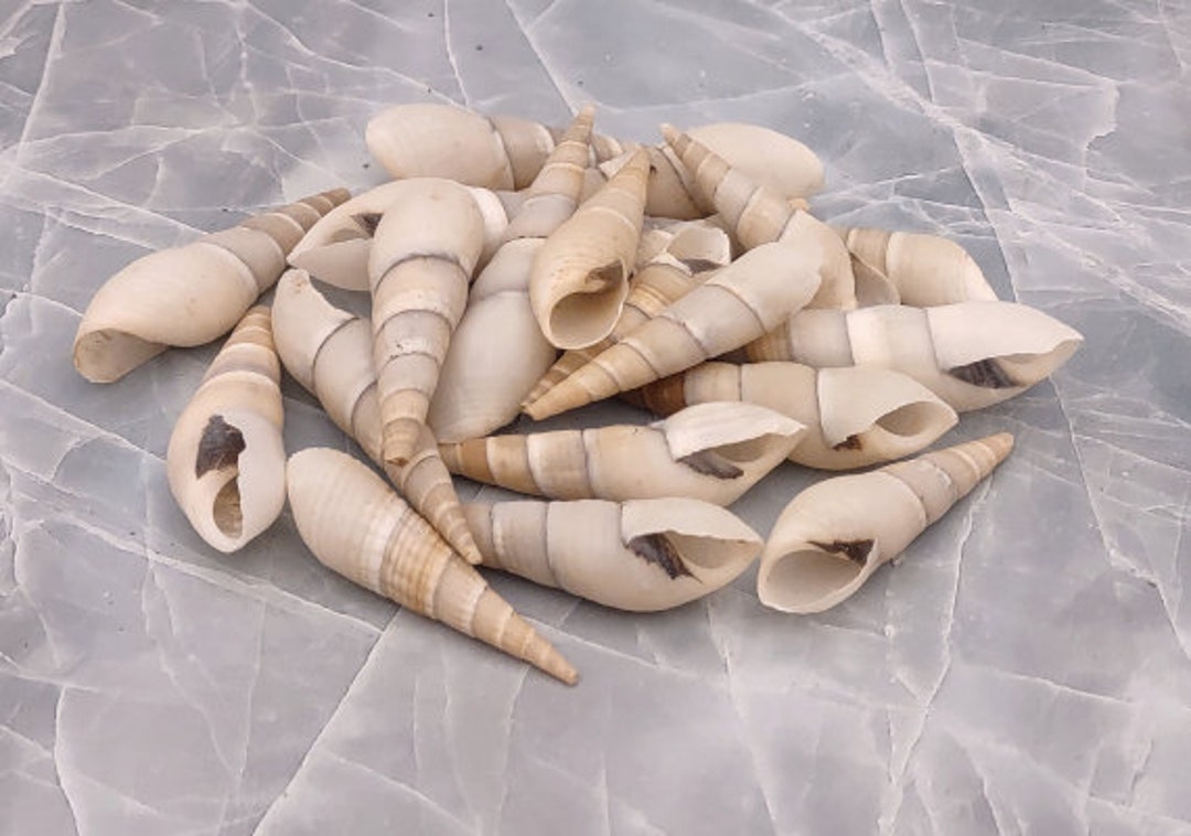 White Bullia Seashells Bullia Annulate 20 Shells Approx. 1.5 Inches ...