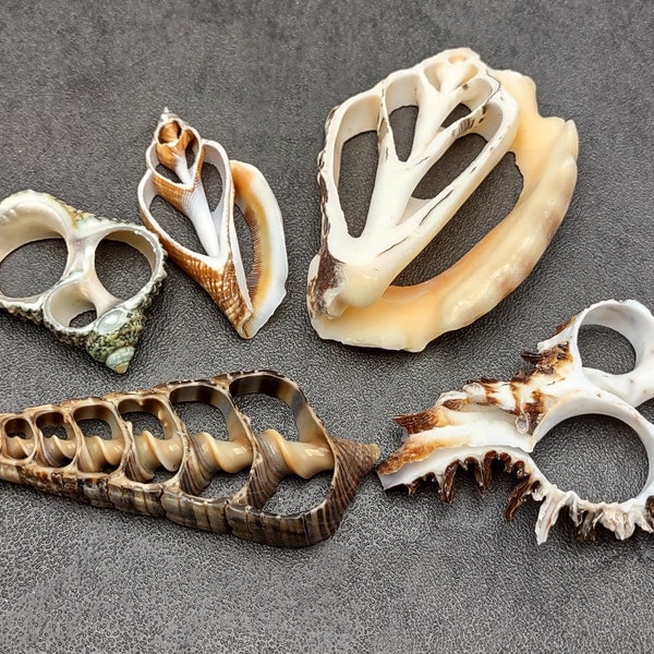 Cut Seashells - Etsy
