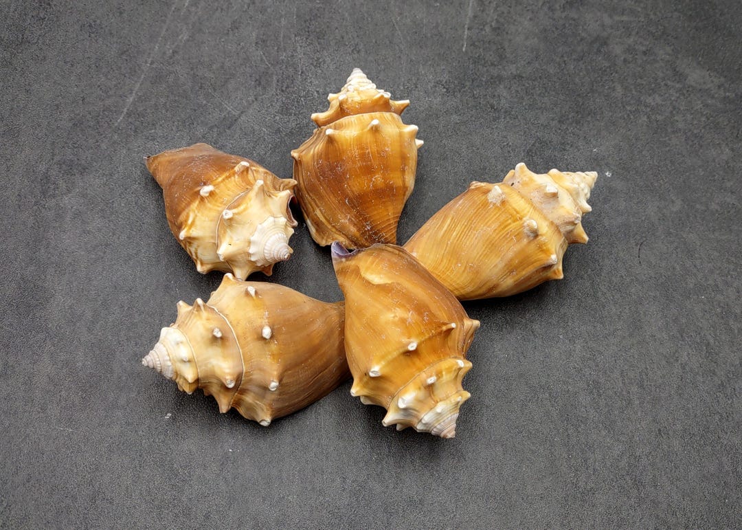 Fighting Conch Seashells Brown Strombus Pugilus (5 Shells Approx. 2 ...