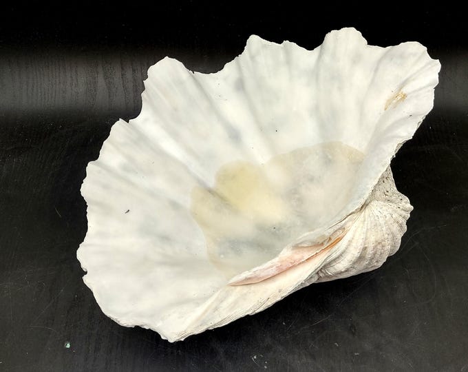 Giant Clam Shell Half (1 Half Shell Approx. 13L X 4H X 9D Inches) Great ...