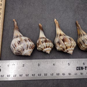 Left Handed Lightning Whelk Seashells Busycon Contrarium 2 Shells ...
