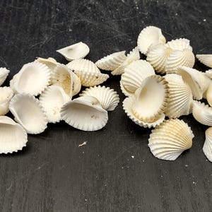 White Ark Clam Seashells Andara Granosa approx. Half Cup 35 Shells 0.5 ...