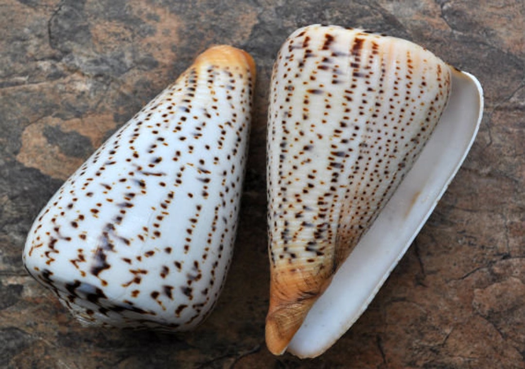 Suratan Cone Seashell Conus Suratensis 1 Shell Approx. 3 - Etsy