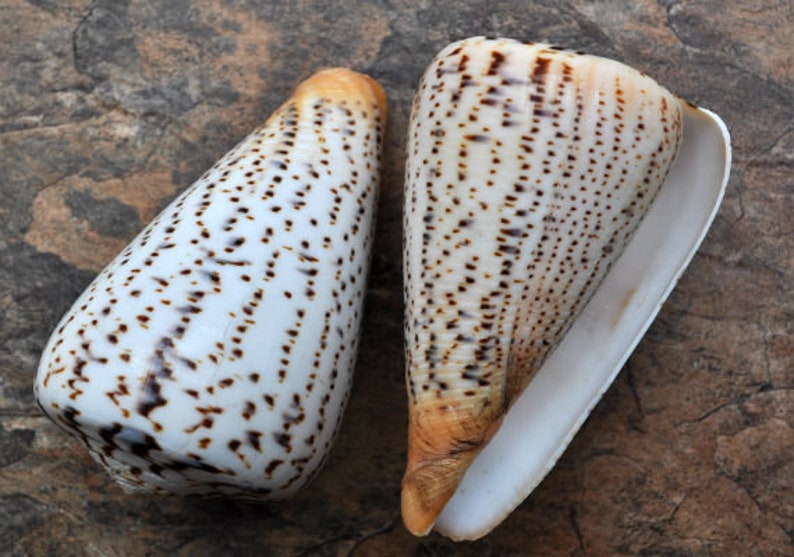 Suratan Cone Seashell Conus Suratensis 1 Shell Approx. 3 - Etsy