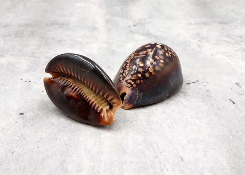 Humpback Cowrie Seashell Dark Brown Cypraea Mauritiana (1 Shell Approx ...
