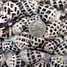 Medium Hebrew Cone Seashells Conus Ebraeus (5 Shells Approx. 1+ Inches ...