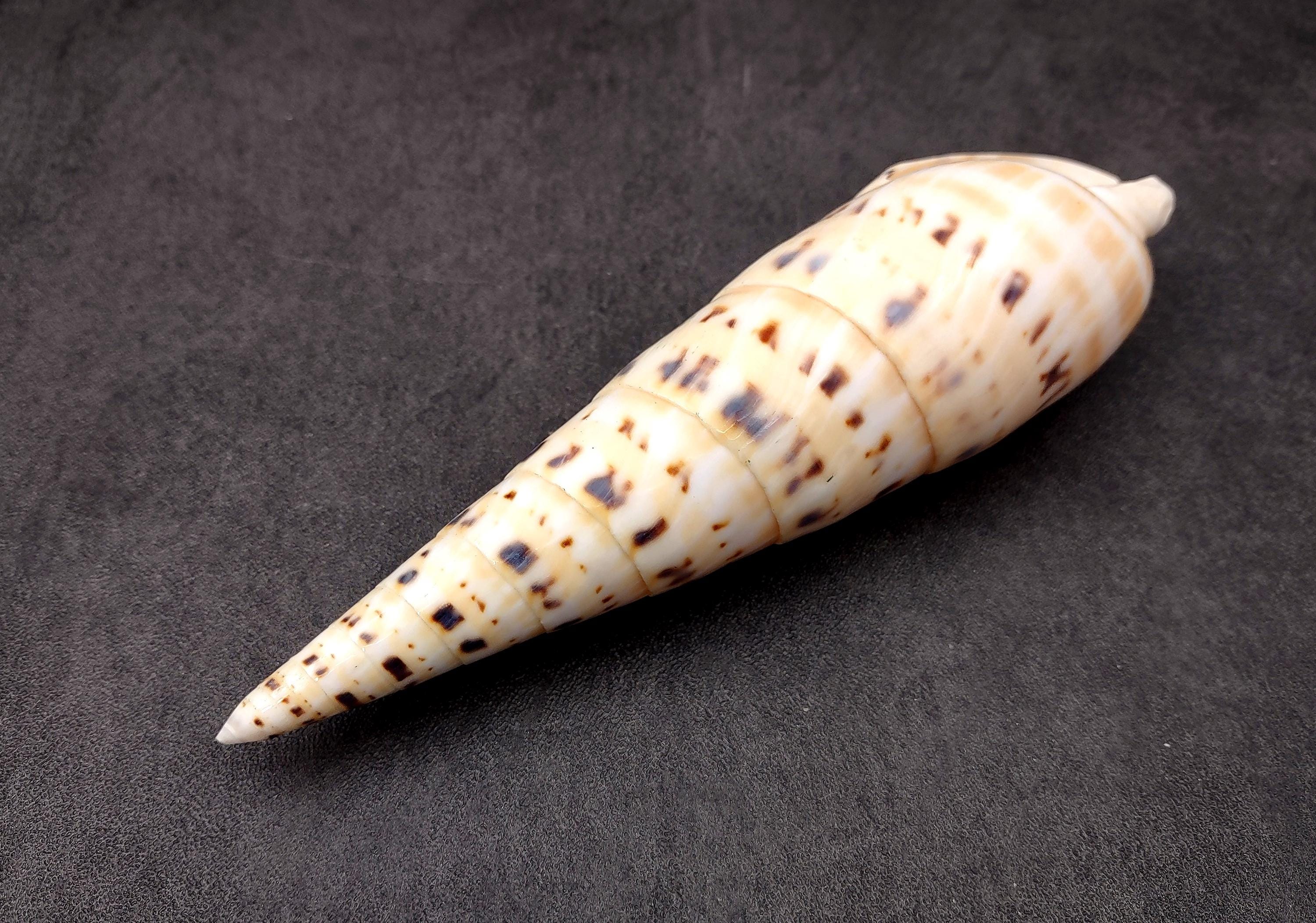 Marlinspike Auger Seashell Terebra Maculata (1 Shell Approx. 5+ Inches ...