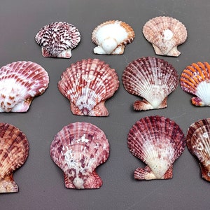 Calico Atlantic Scallop Seashells Argopecten Gibbus 10 Shells Approx. 2 ...