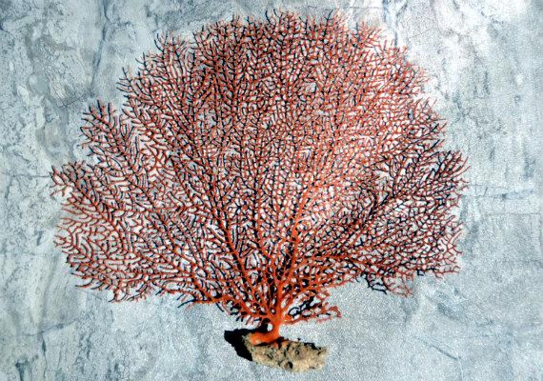 Red Orange Sea Fan Coral Echinogorgia SP 1 Fan Approx. 7-9 Inches ...