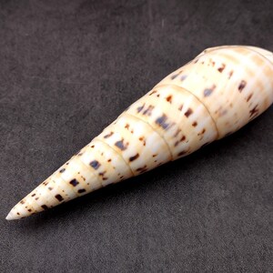 Marlinspike Auger Seashell Terebra Maculata (1 Shell Approx. 6-7 ...