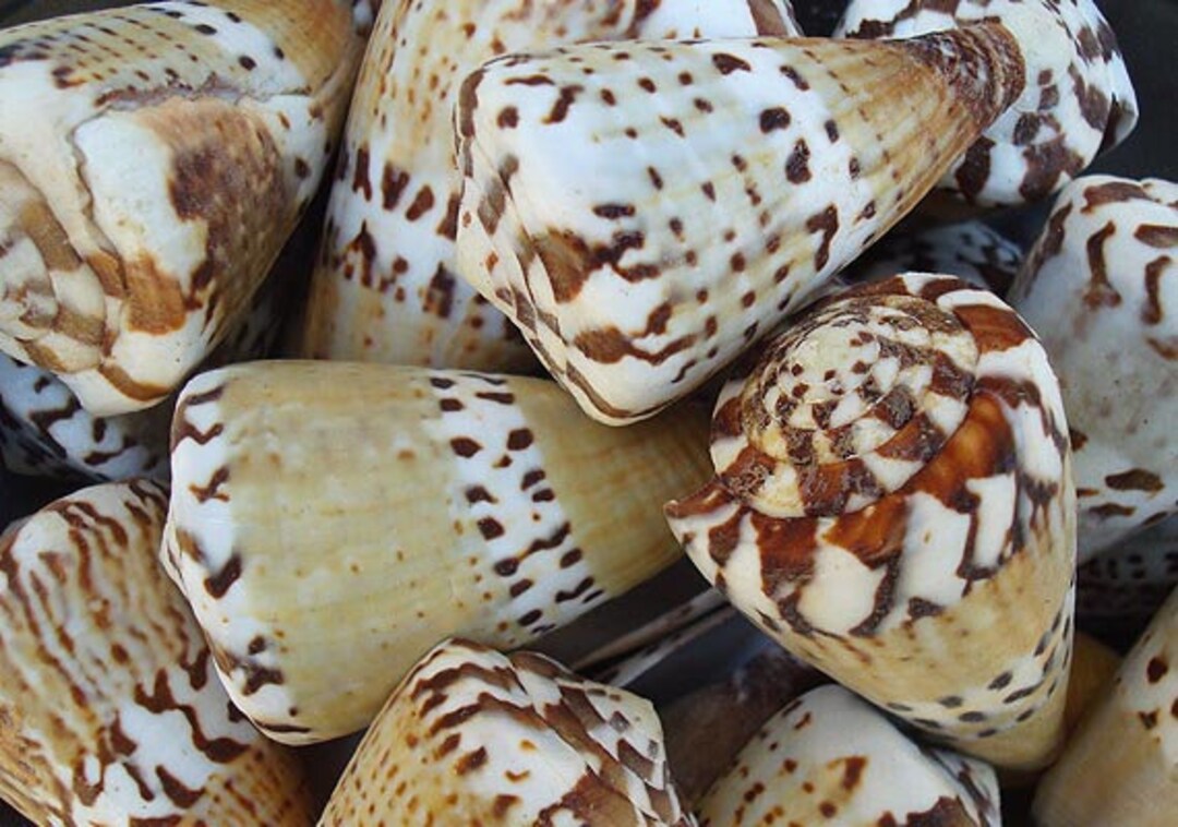 Captain Cone Seashells Conus Capitaneus 2 Shells Approx. 2 Inches Cone ...